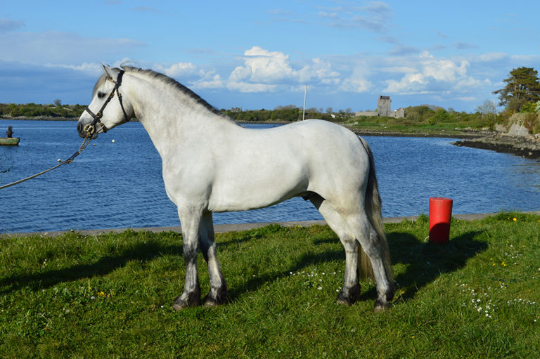 About the Breed - British Connemara Pony Society