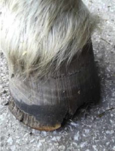 Hoof Wall Separation Disease - British Connemara Pony Society